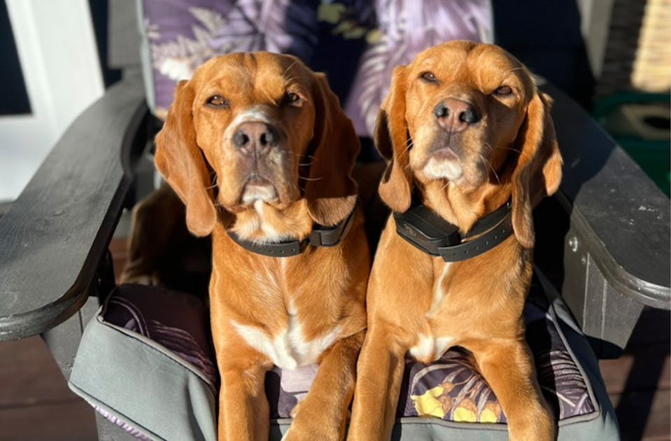 The Best Dog-Friendly Cafes In Perth | URBAN LIST PERTH