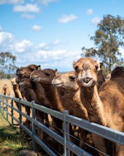 Hike With Alpacas And Cuddle With Lambs On The Scenic Rim Farm Gate ...