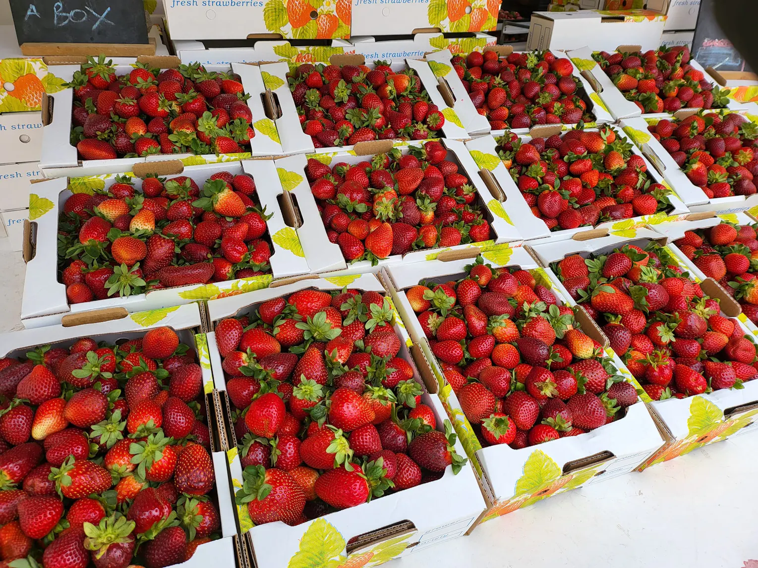 Where To Pick Your Own Fruit In Perth | URBAN LIST PERTH