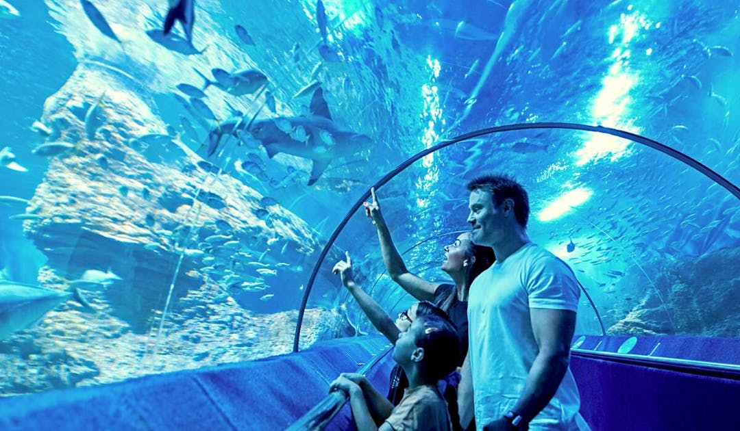 AQWA Expansion: New Exhibits, 3D Theatre And Opening Timeline | URBAN ...