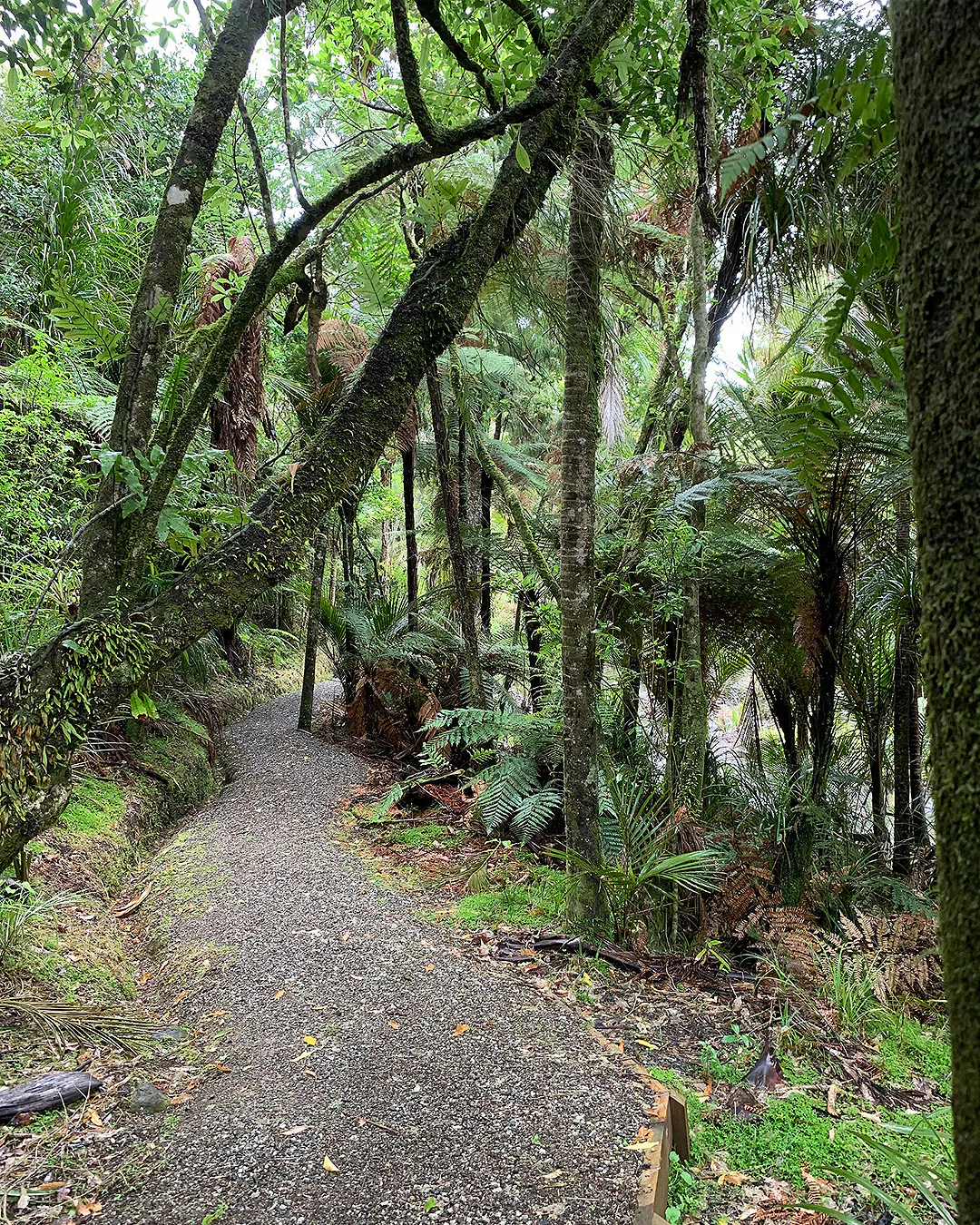The Best Walks In Auckland | URBAN LIST AUCKLAND