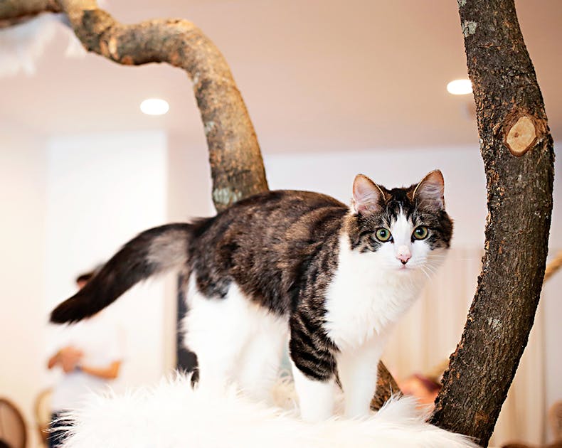 Cat Whispurr Cafe, Fremantle | URBAN LIST PERTH