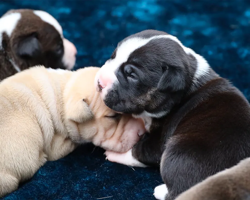 Where To Adopt A Dog In Auckland | URBAN LIST AUCKLAND
