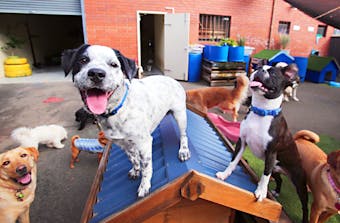 Pets | URBAN LIST PERTH