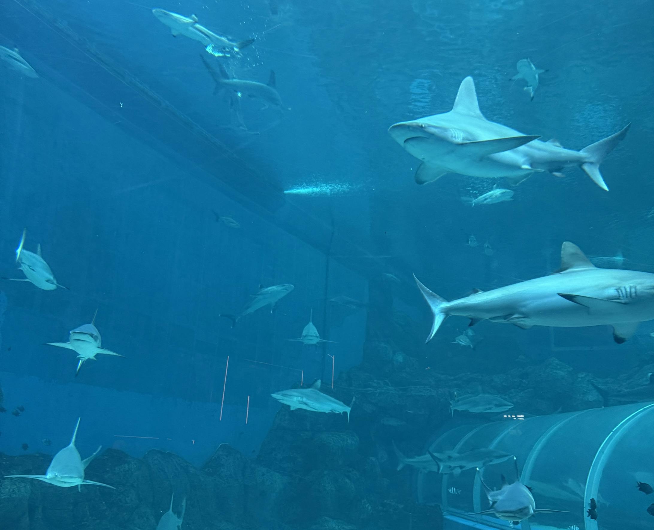 Singapore Oceanarium Reopens, One Of World's Largest Aquarium In The ...