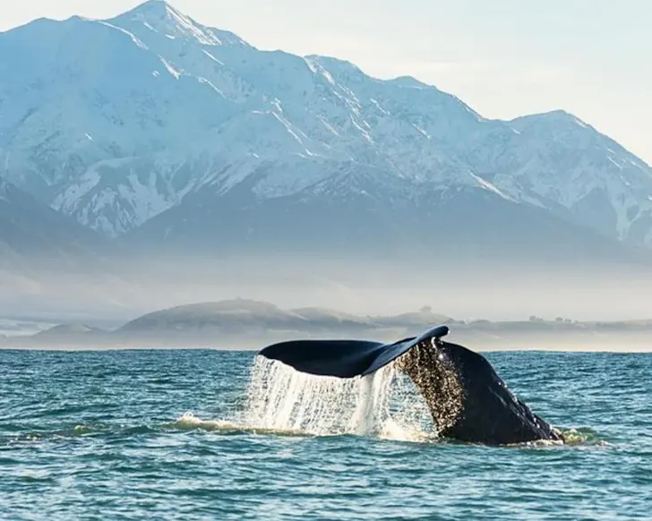 Your Eat, Play, Stay Guide To Kaikōura In 2026 | URBAN LIST CHRISTCHURCH