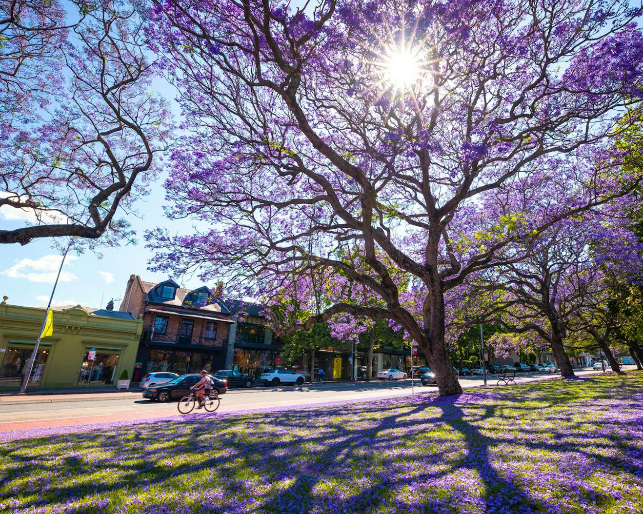 Where To See Jacarandas in Sydney (Crowd-Free) | URBAN LIST SYDNEY