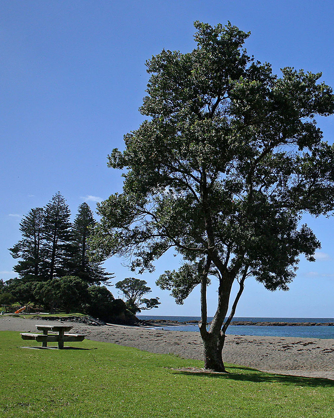 The Best Parks In Auckland | URBAN LIST AUCKLAND