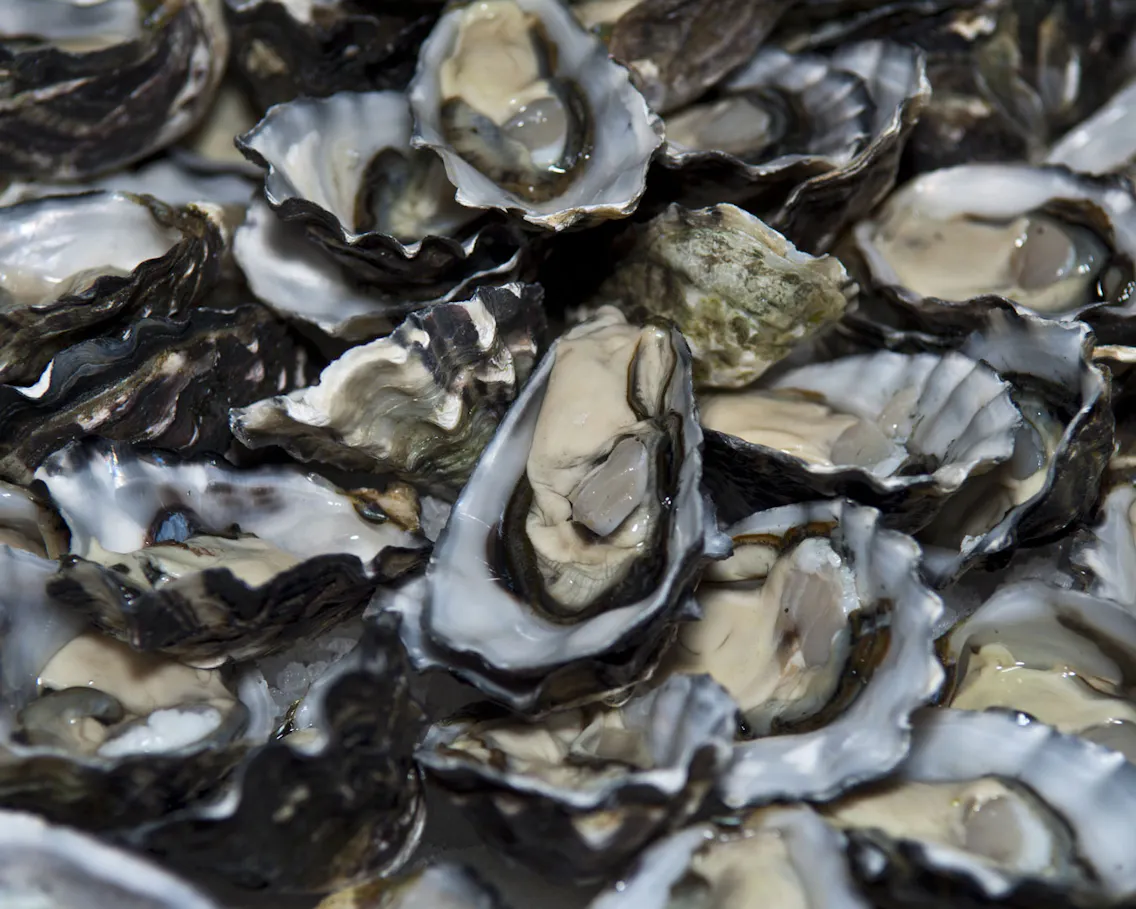 Our Guide To The Best Oyster Huts In NSW | URBAN LIST SYDNEY