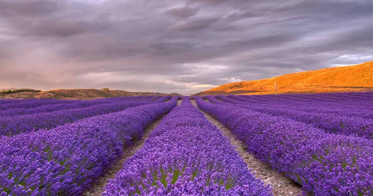 New Zealands Most Beautiful Lavender Farms Urban List New Zealand