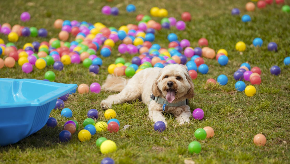 Cuddle-Zones And Pamper Parlours: This Pooch Party Is Next-Level Cute ...