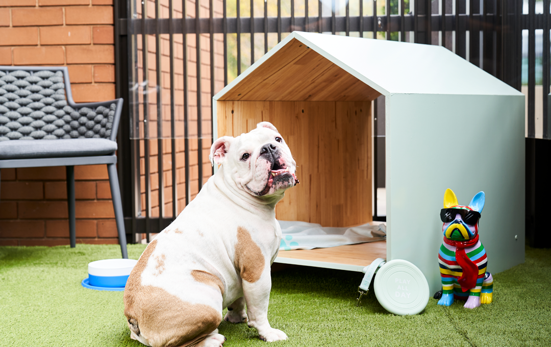 The Best Pet-Friendly Accommodation In Melbourne (2026 Edition) | URBAN ...