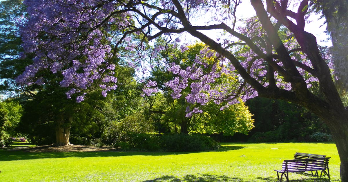 The Best Jacaranda Tree Spots In Melbourne | URBAN LIST MELBOURNE