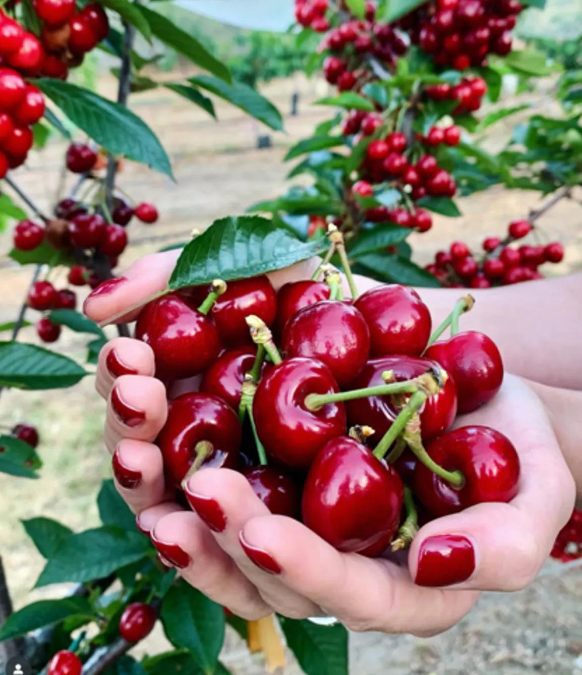 Where To Pick Your Own Fruit In Perth | URBAN LIST PERTH