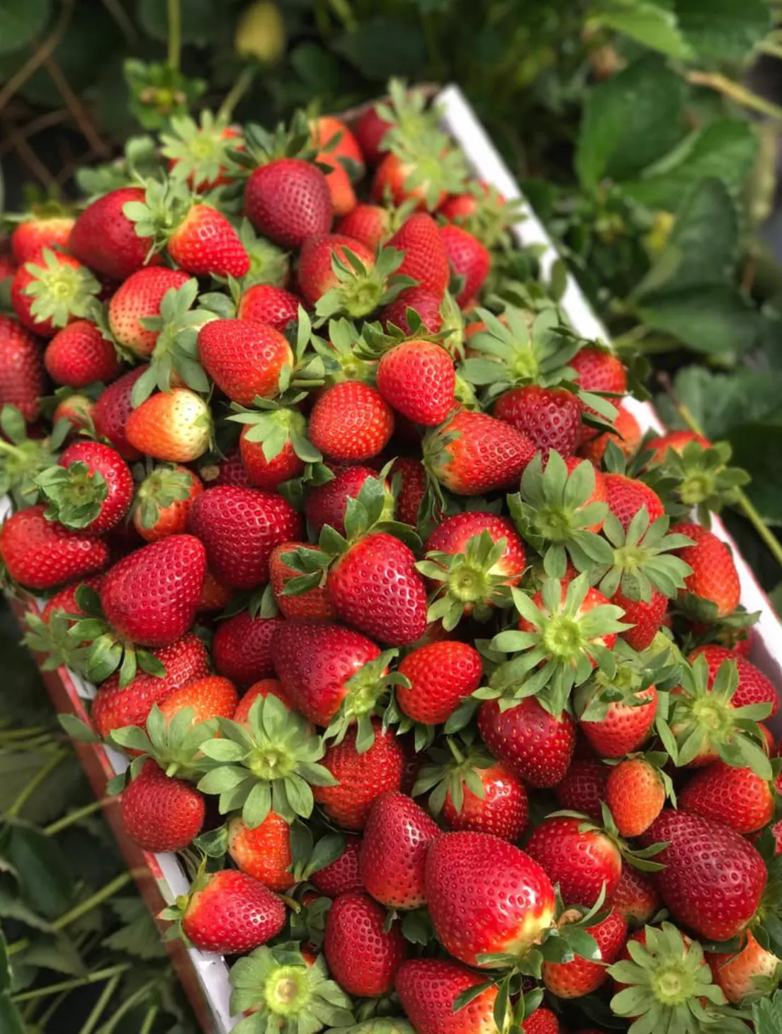 Where To Pick Your Own Fruit In Perth | URBAN LIST PERTH
