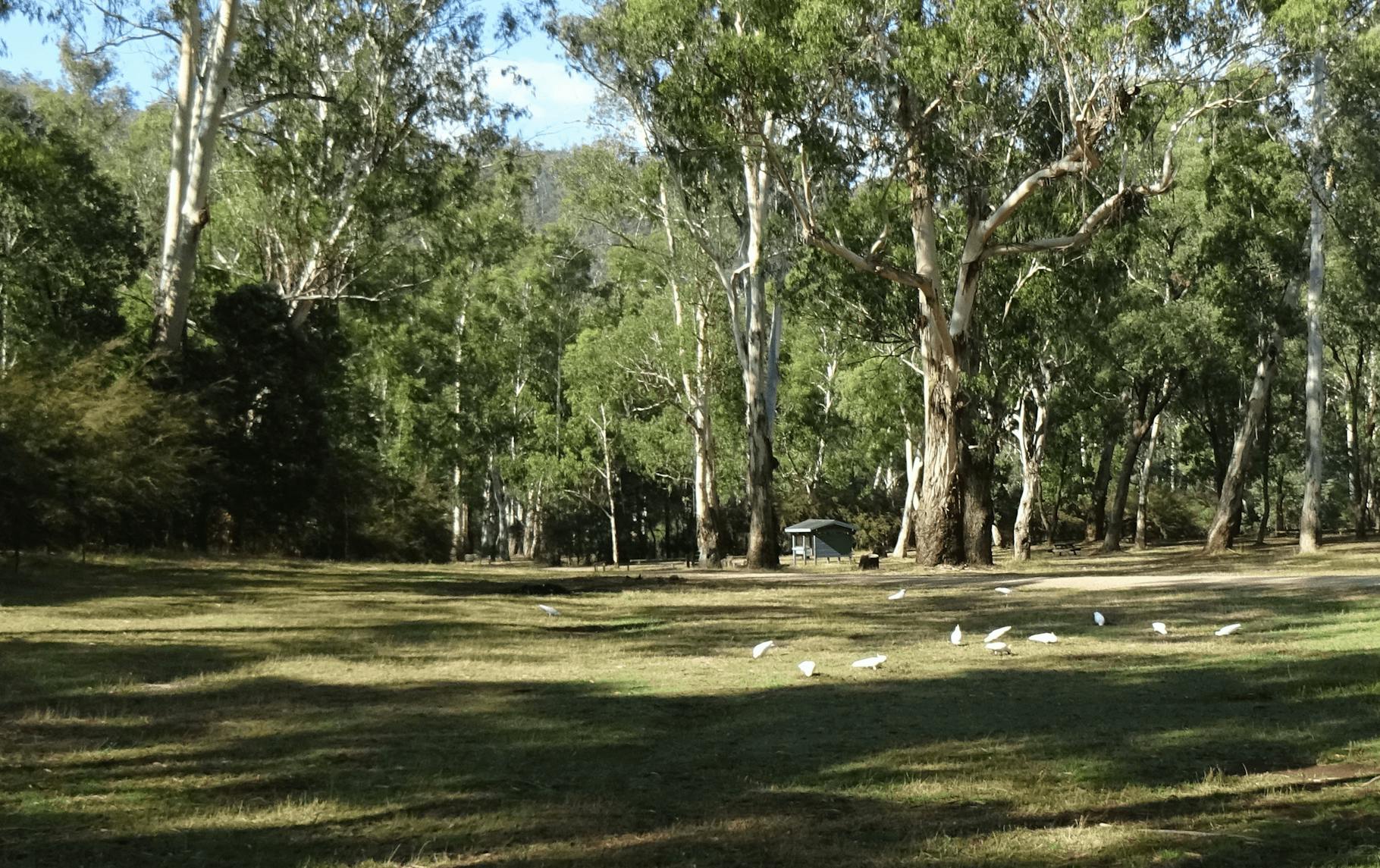 The Best Dog-Friendly Camping Spots In Victoria | URBAN LIST MELBOURNE