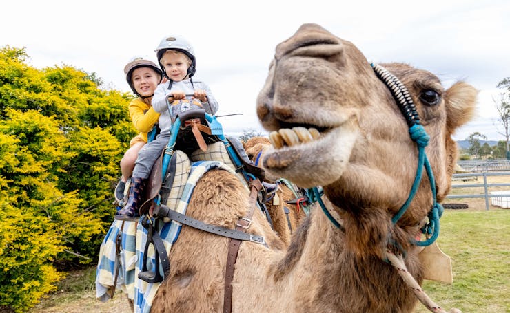 Hike With Alpacas And Cuddle With Lambs On The Scenic Rim Farm Gate ...