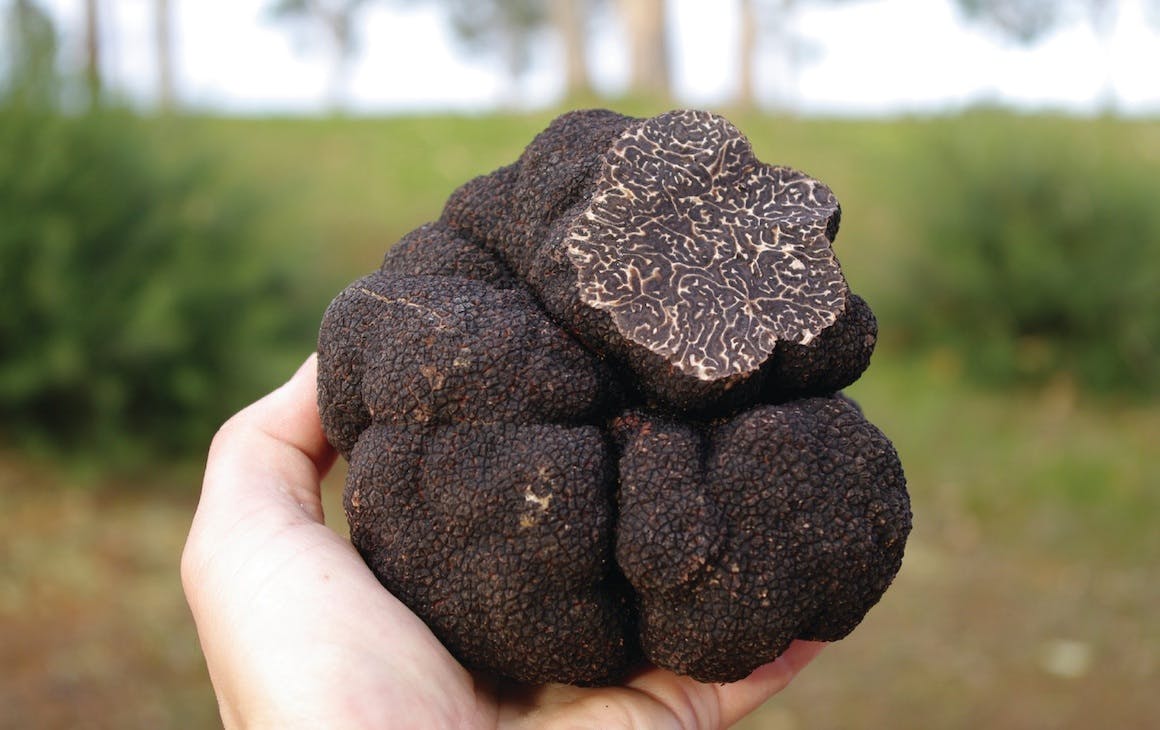 5 Truffle-Filled Experiences In WA To Indulge In This Season | URBAN ...