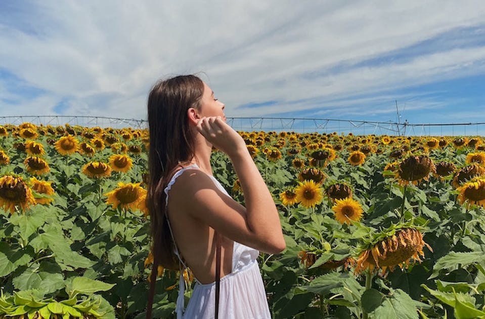 Sunflower Farm North Brisbane | Best Flower Site