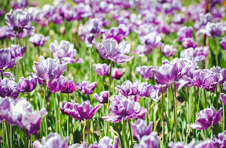 Where To Spot Wildflowers Near Perth | URBAN LIST PERTH