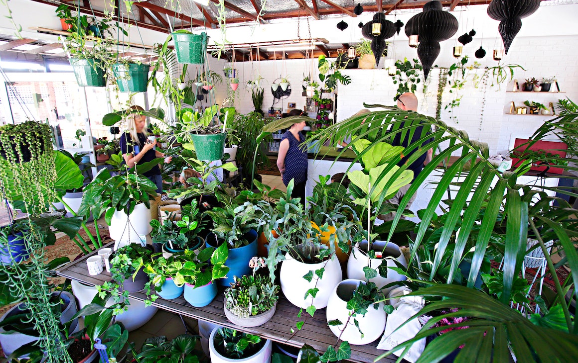 Where To Buy Indoor Plants In Perth | URBAN LIST PERTH