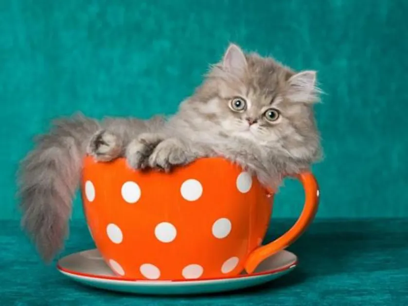 the-cat-cafe-is-coming-urban-list-melbourne
