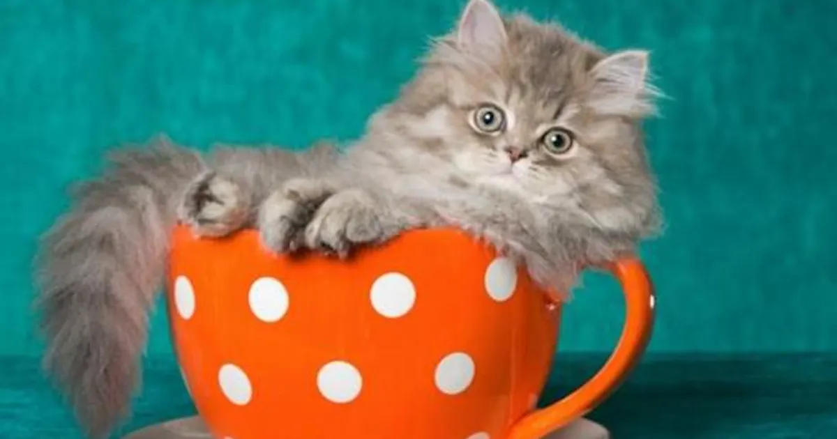 The Cat Cafe Is Coming URBAN LIST MELBOURNE the-cat-cafe-is-coming-urban-list-melbourne