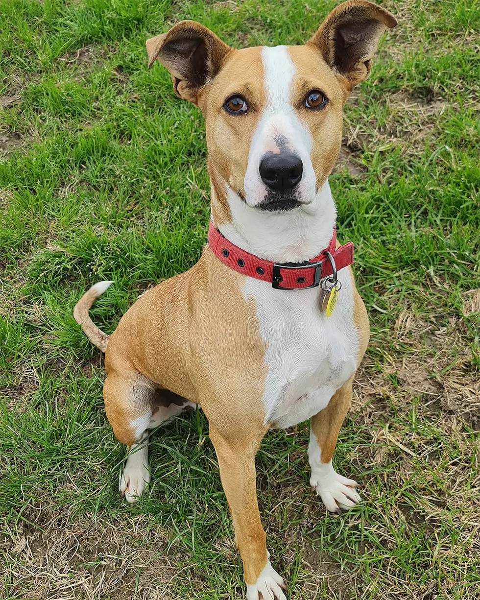 Where To Adopt A Dog In Auckland | URBAN LIST AUCKLAND