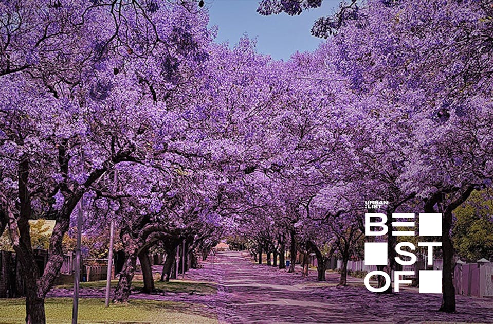 6 Of Perth’s Most Beautiful Jacaranda Walks | URBAN LIST PERTH