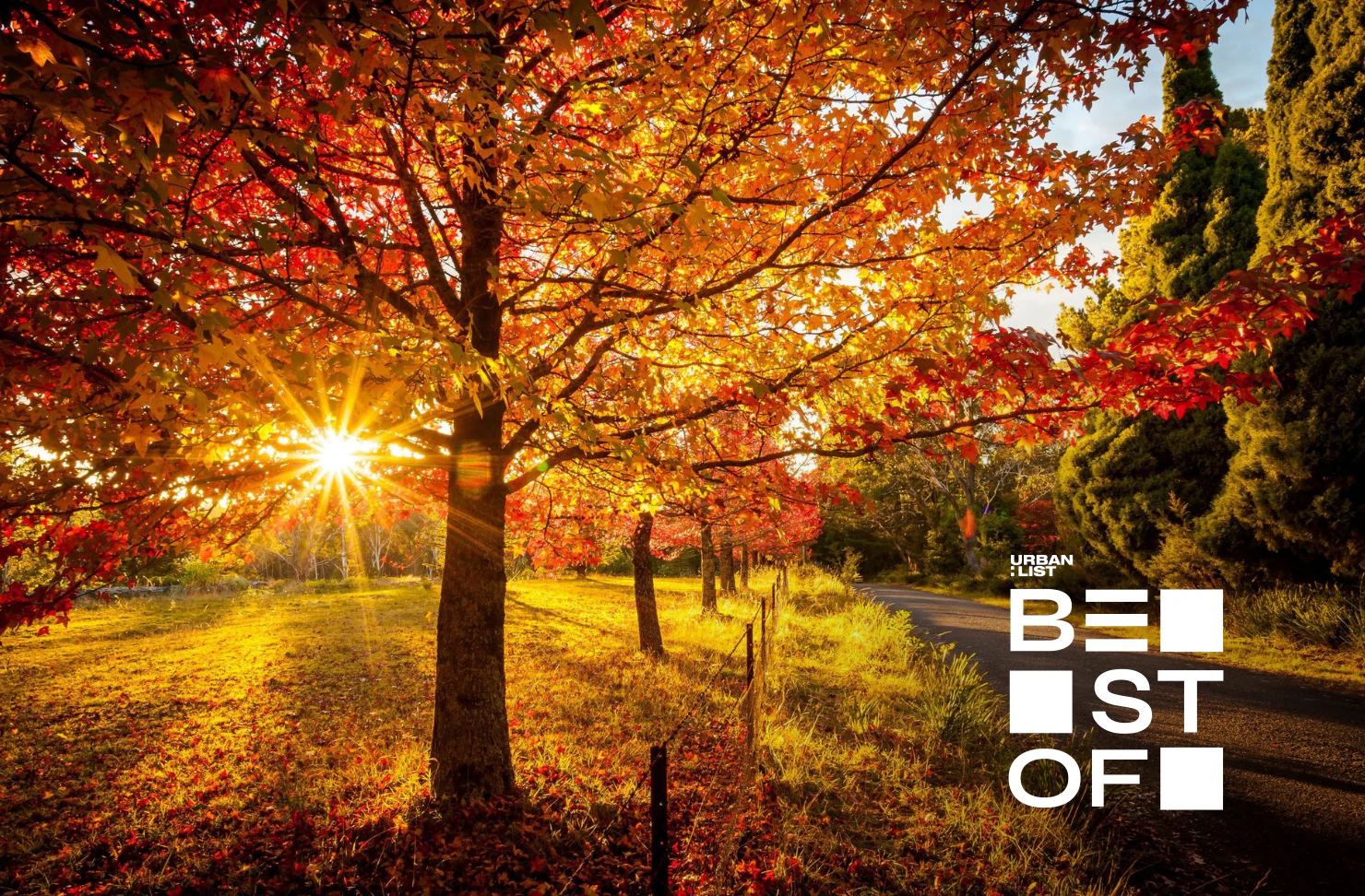 The Best Places To See Autumn Leaves In And Around Sydney This Year ...