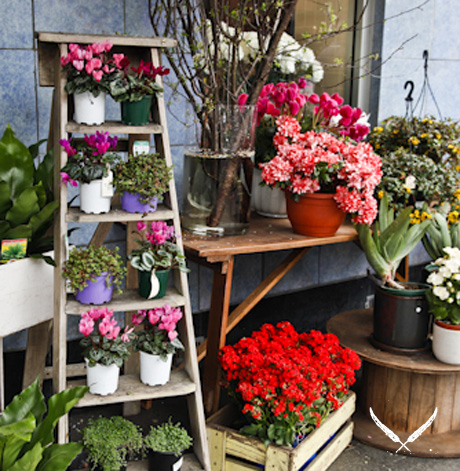 Poho Flowers | URBAN LIST SYDNEY