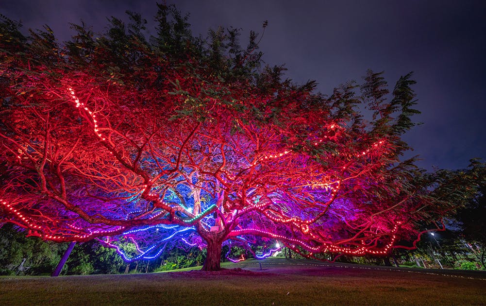Botanica's Dazzling Art Installations Are Taking Over The Botanic ...