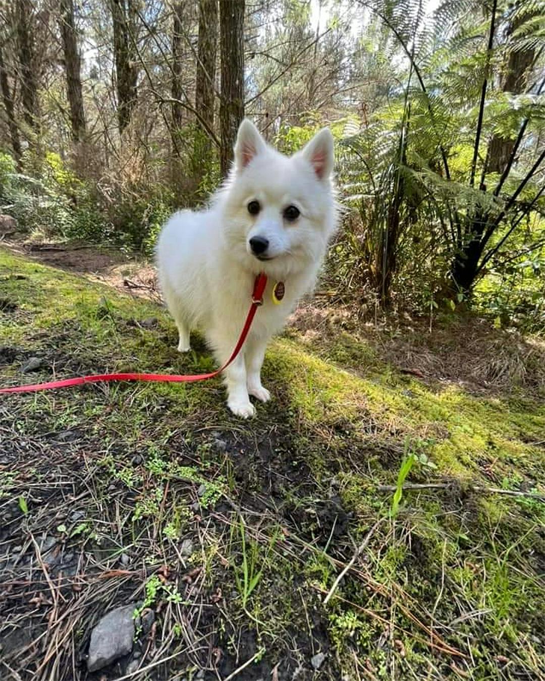 Where To Adopt A Dog In Auckland | URBAN LIST AUCKLAND