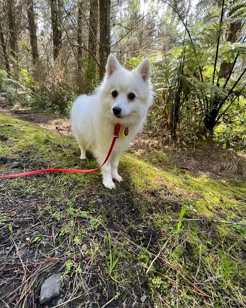 Where To Adopt A Dog In Auckland | URBAN LIST NEW ZEALAND