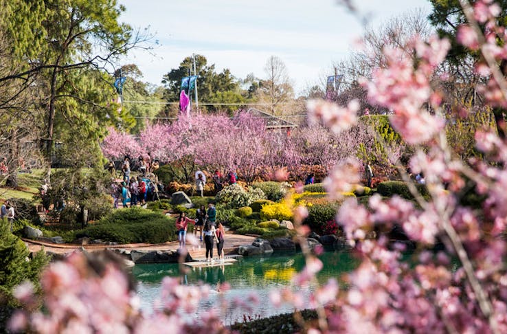 Sydney’s Epic Cherry Blossom Festival Is Back For 2023 | URBAN LIST SYDNEY