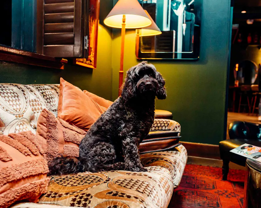 The Best Dog Friendly Pubs In Sydney | URBAN LIST SYDNEY