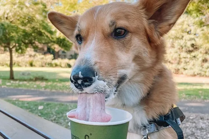 Our Favourite Dog-Friendly Cafes In Perth | URBAN LIST PERTH