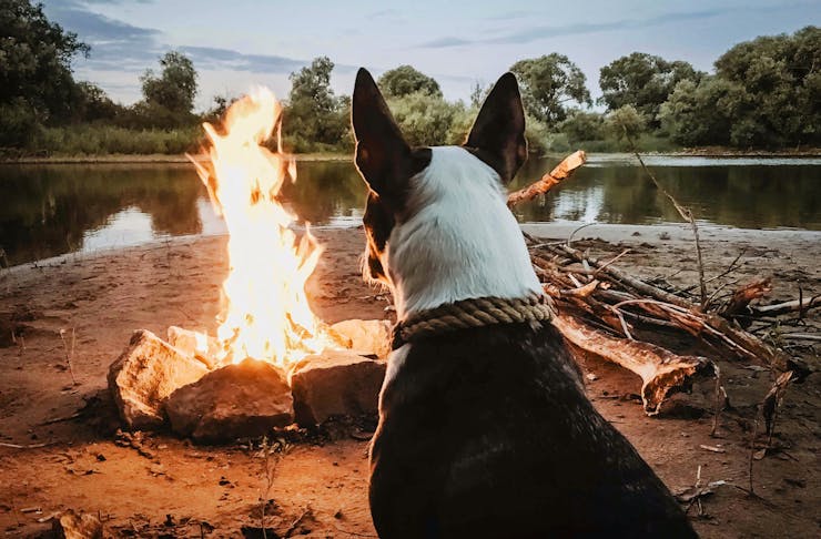 The Best Dog-Friendly Camping Spots On And Around the Sunshine Coast ...