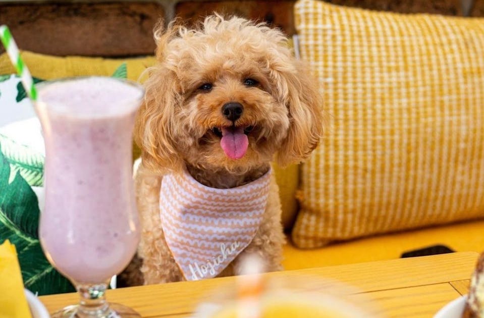 The Best Dog-Friendly Cafes In Sydney | URBAN LIST SYDNEY