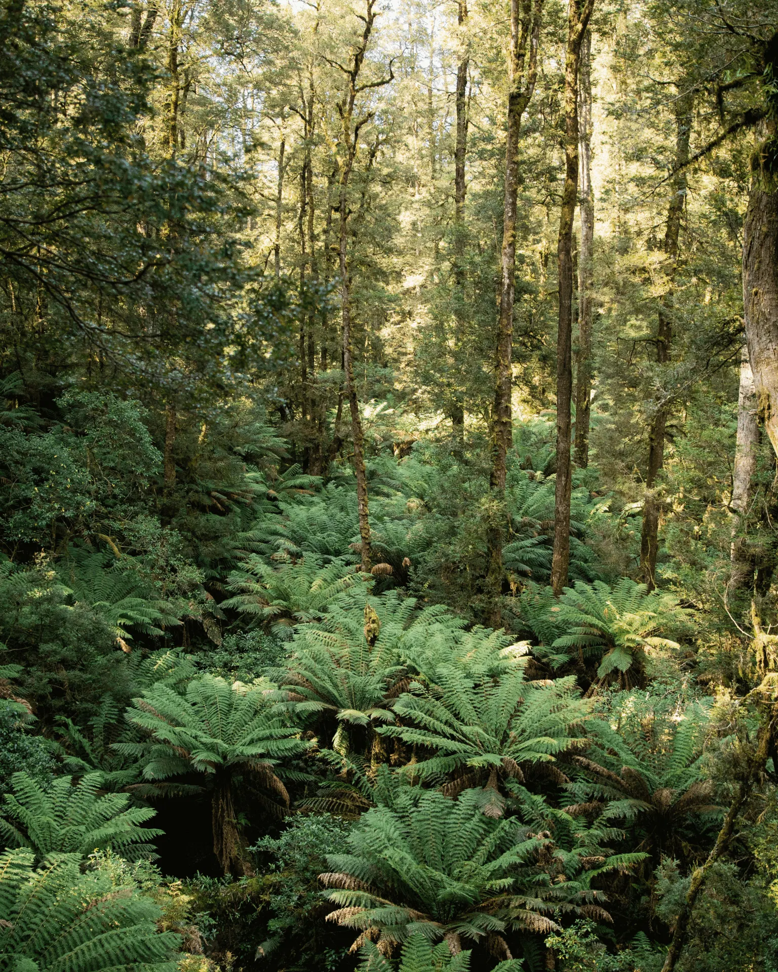 Deep In The Otway Ranges, This Whimsical Rainforest Has A 600-Metre ...