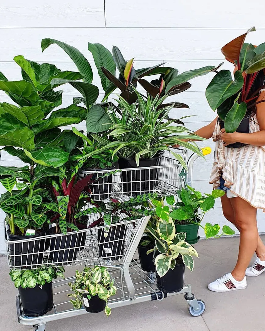 Best Nurseries In Sydney | URBAN LIST SYDNEY