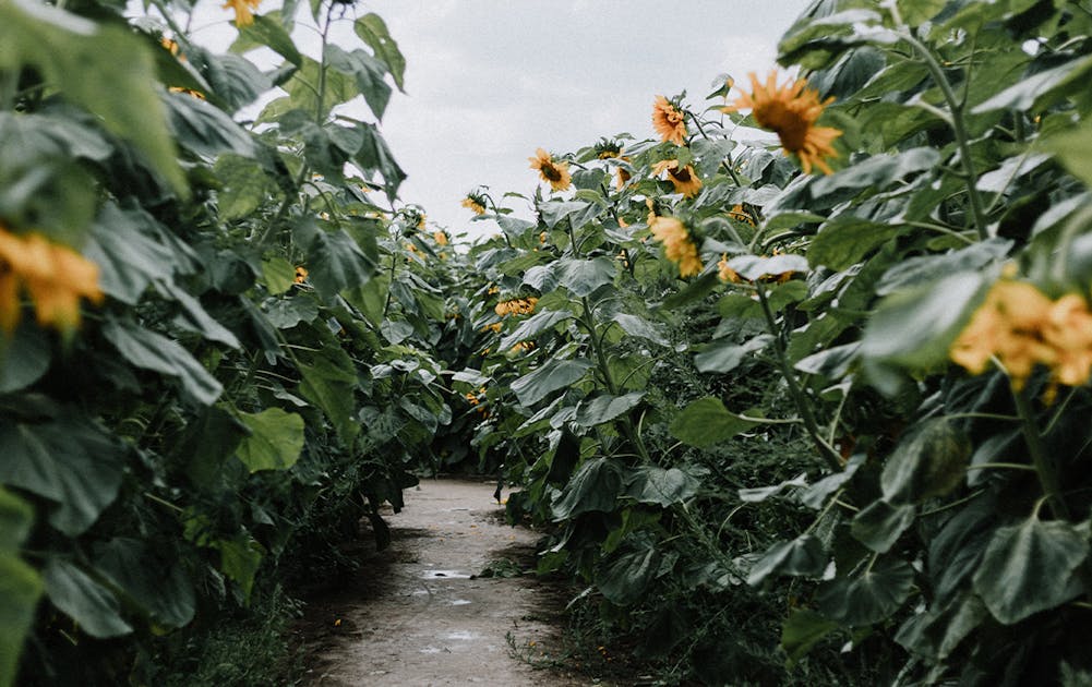 8 Of The Best Flower Walks In And Around Brisbane | URBAN LIST BRISBANE