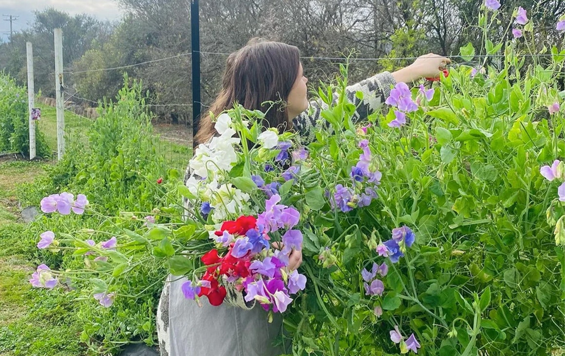 Here’s Where You Can Pick Your Own Flowers In And Around Brisbane ...