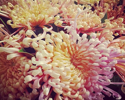 Flowers After Hours, Parnell, Auckland | URBAN LIST AUCKLAND