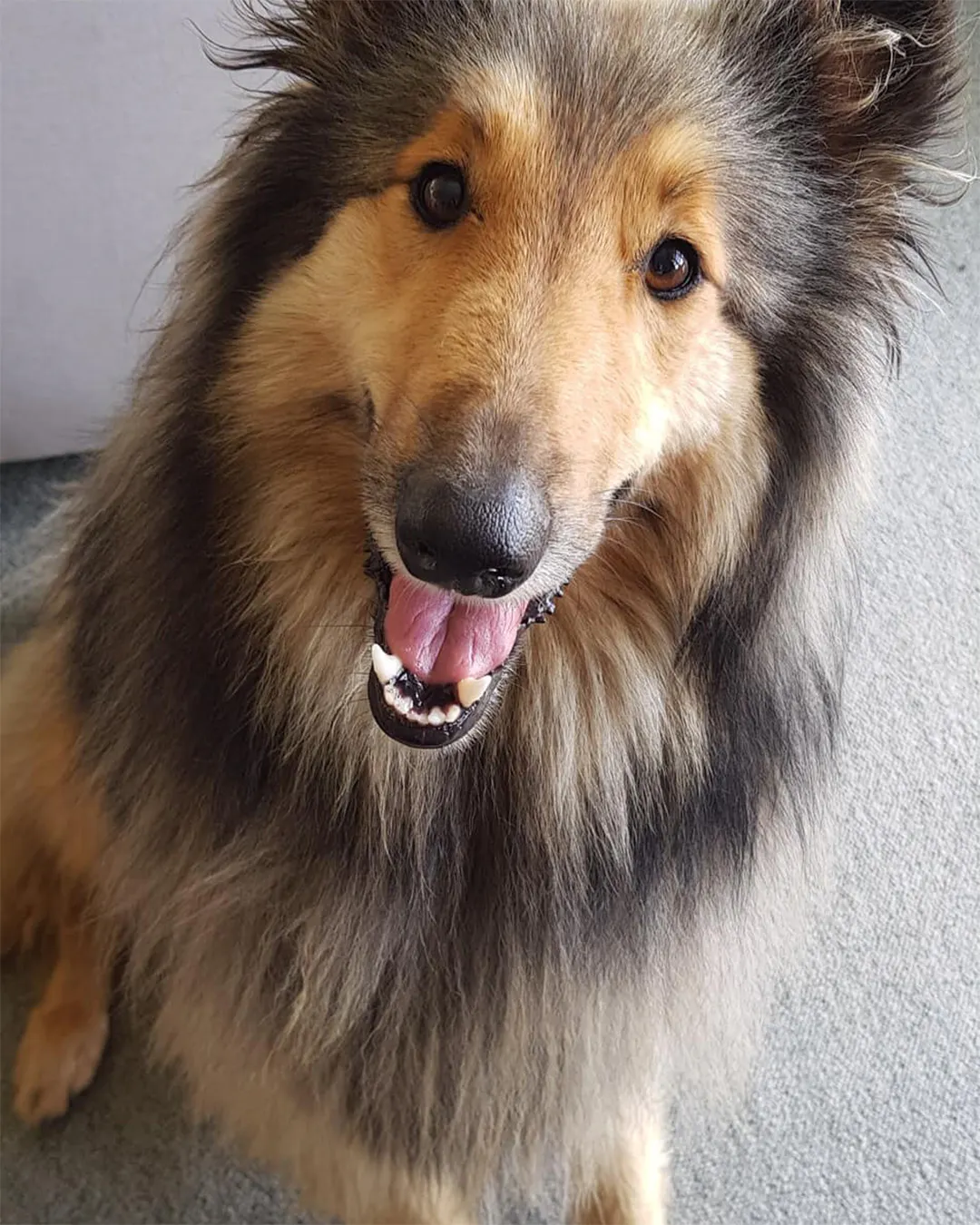 Where To Adopt A Dog In Auckland | URBAN LIST AUCKLAND