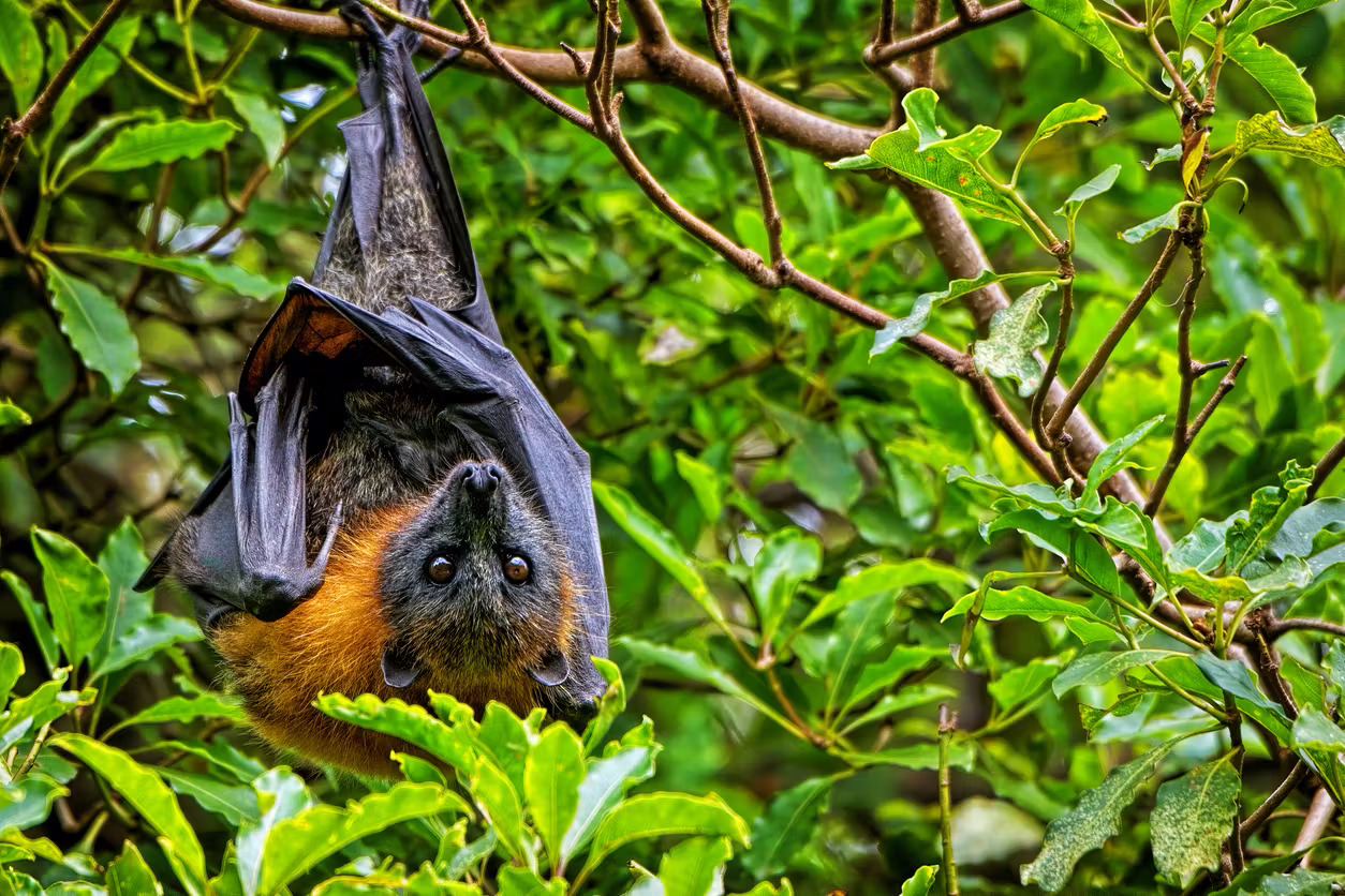 Nipah Virus Explained: What It Is, Where It’s Been Found And What It ...
