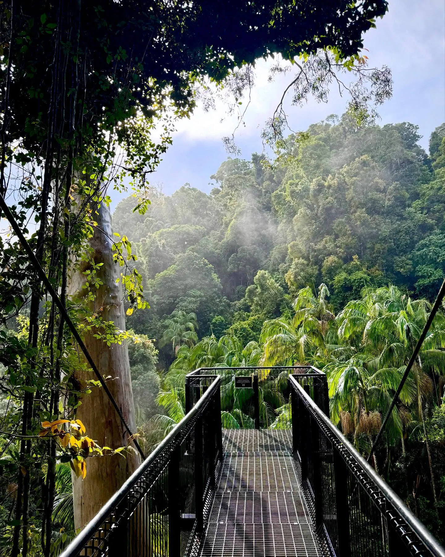 15 Of The Best Things To Do In Tamborine Mountain (Updated 2026 ...