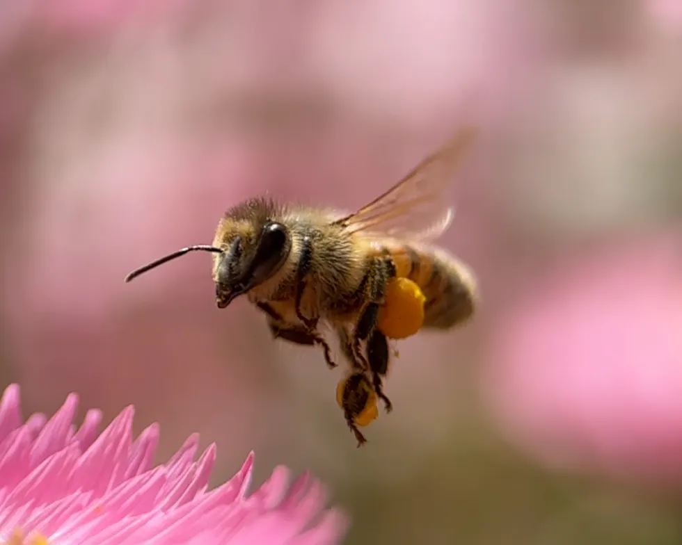 This West Aussie Student Has An Inventive Plan To Save Our Native Bees ...