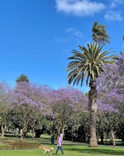 6 Of Perth’s Most Beautiful Jacaranda Walks | URBAN LIST PERTH