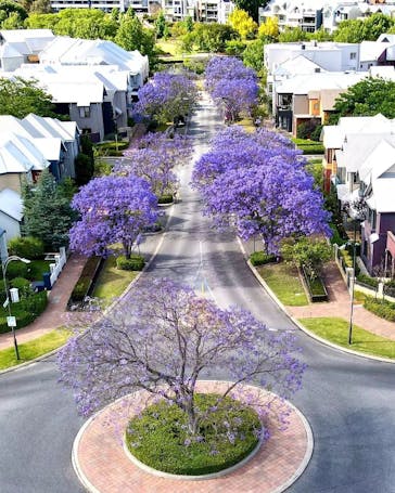 6 Of Perth’s Most Beautiful Jacaranda Walks | URBAN LIST PERTH